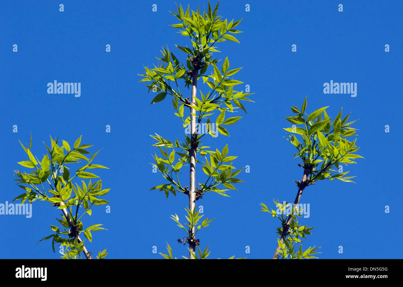 Branches reach up hi-res stock photography and images - Alamy