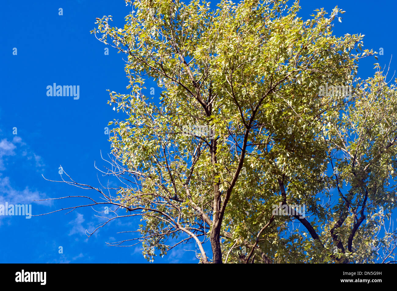Late summer foliage of a treetops' leaves against a blue sky Stock ...