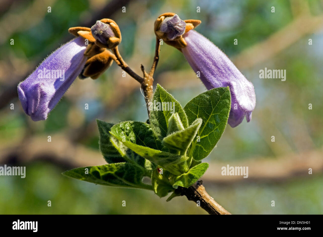 Paulownia tomentosa (Chinese empress tree) flowers blossoming in the ...