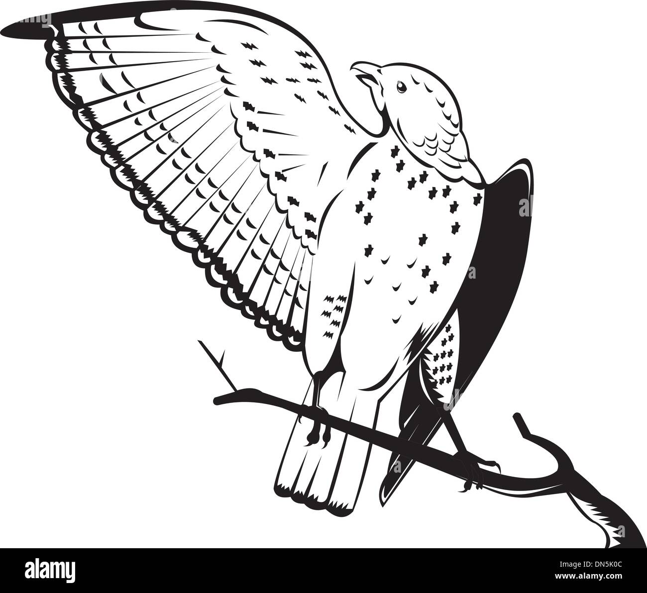 broad winged hawk perched on branch Stock Vector Image & Art - Alamy