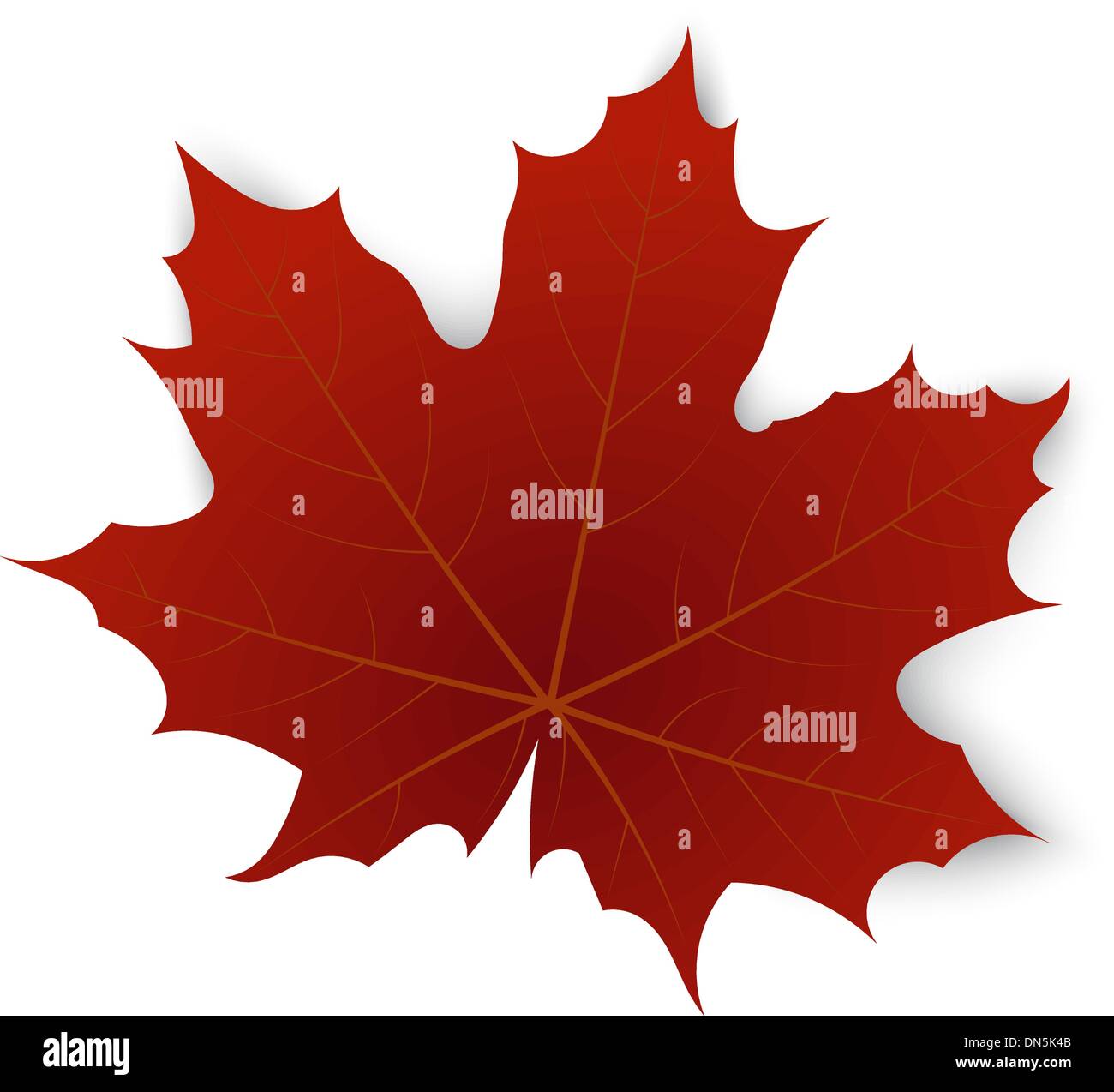 Red maple leaf on a white background Stock Vector Image & Art - Alamy