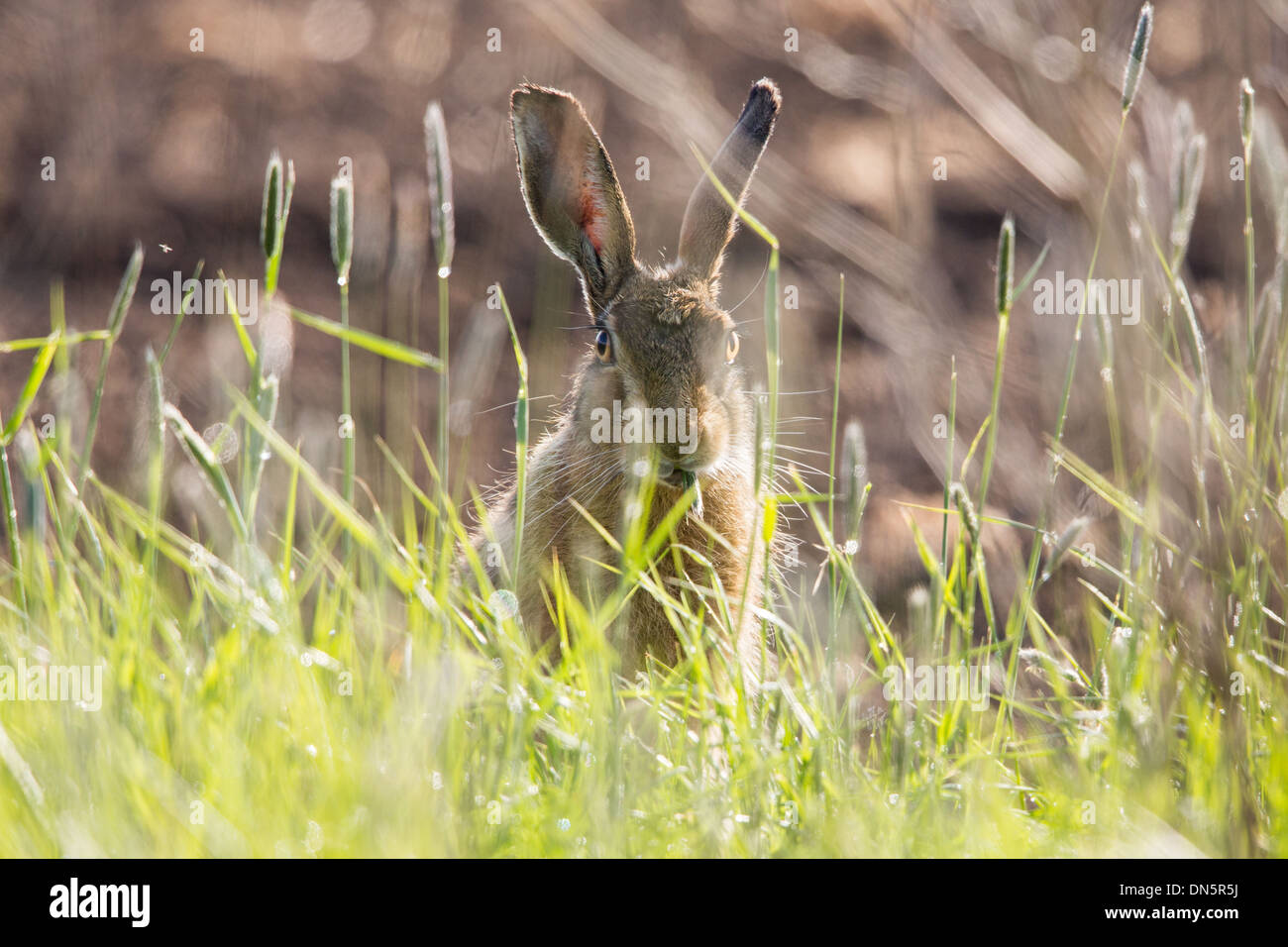 Close up brown hare lepus europaeus hi-res stock photography and images ...