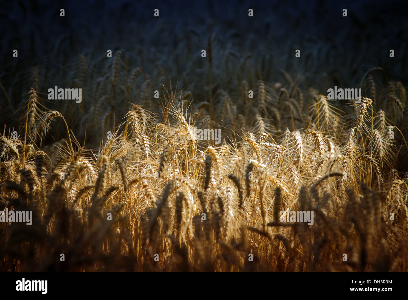 Wheat field in the morning light Stock Photo - Alamy