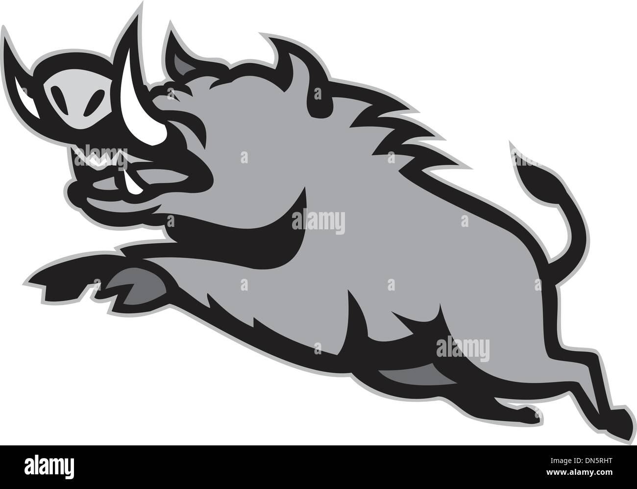 Wild Pig Boar Jumping Isolated Stock Vector Image & Art - Alamy