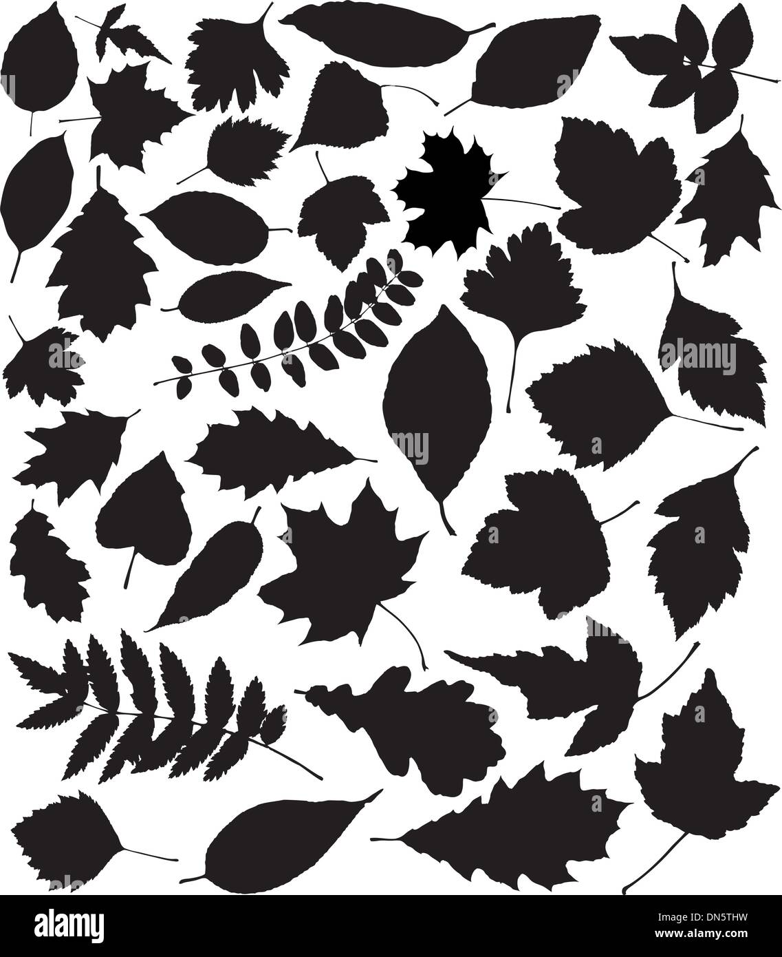 vector black silhouettes of leaves Stock Vector Image & Art - Alamy