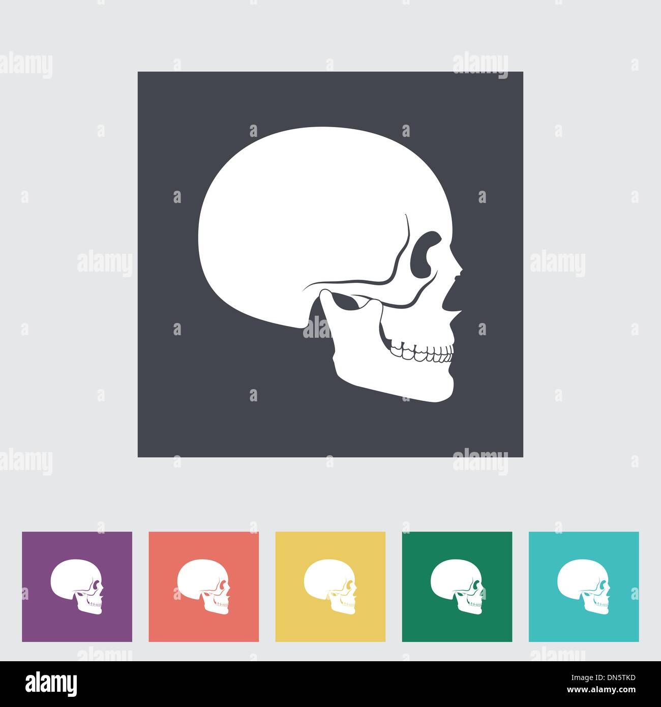 Anatomical drawing of skull Stock Vector Images - Alamy