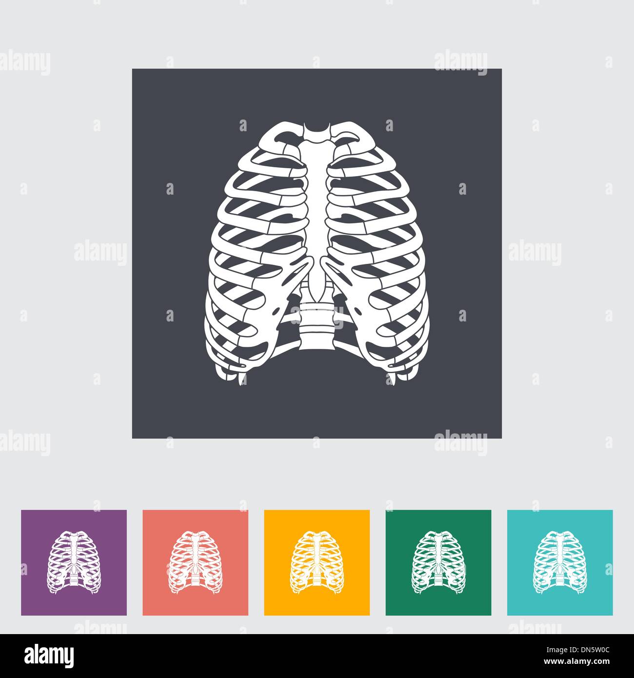 Thorax anatomy hi-res stock photography and images - Alamy