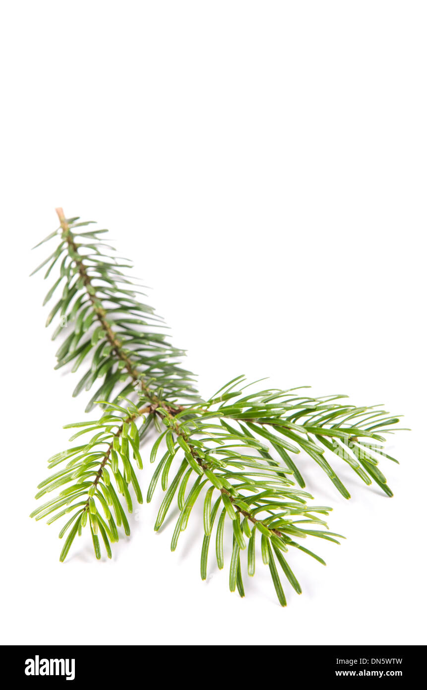 Branch branch Cut Out Stock Images & Pictures - Alamy