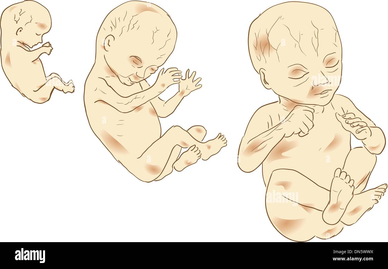 Embryo anatomy Stock Vector Images - Alamy