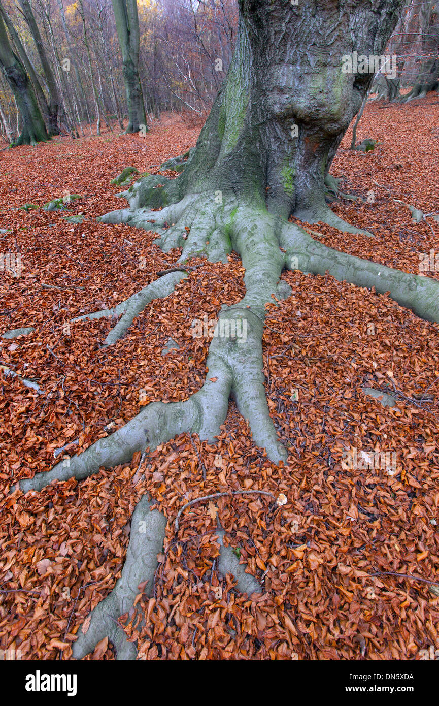 Pollarding historic tree hi-res stock photography and images - Alamy