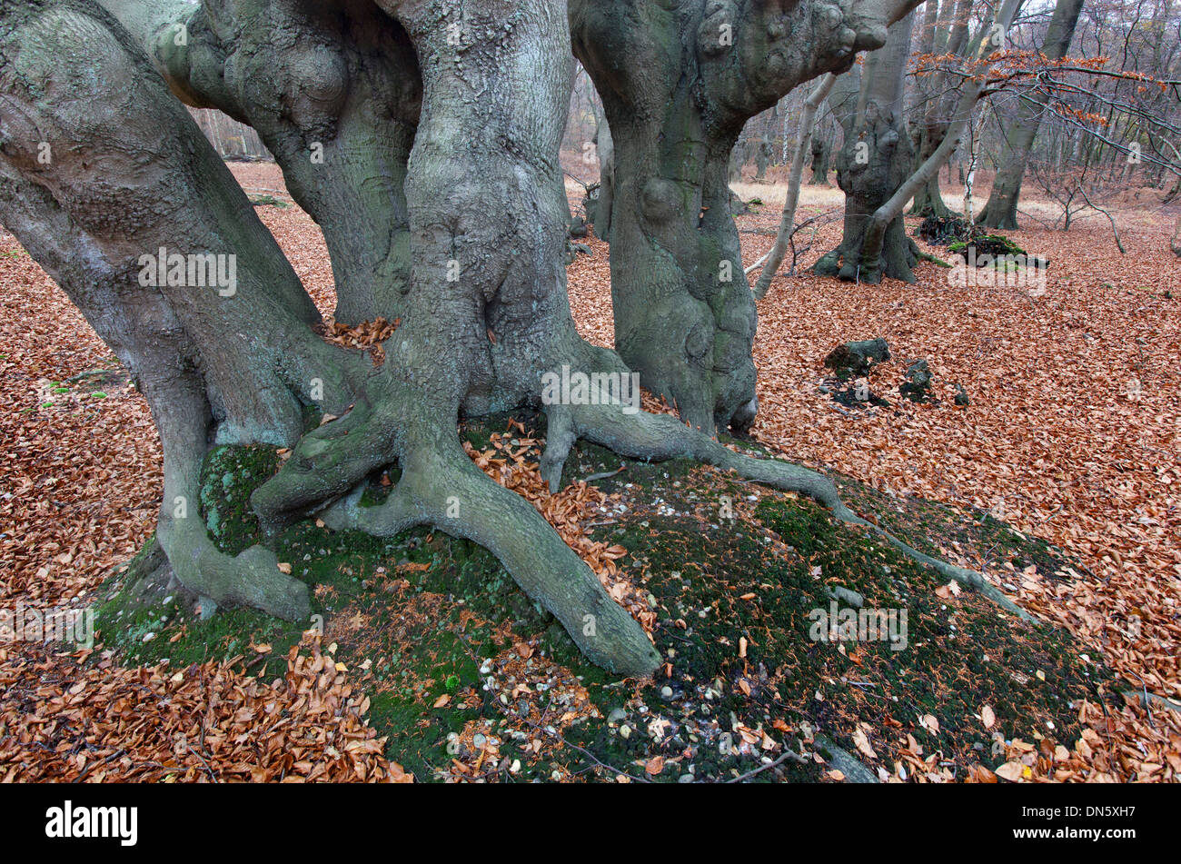 Pollarding historic tree hi-res stock photography and images - Alamy