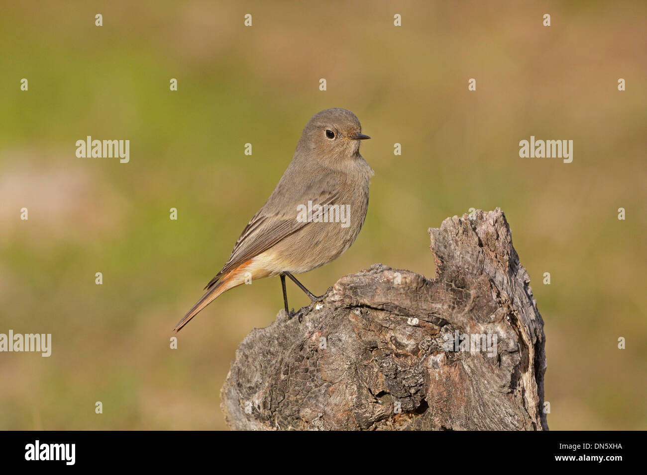 Female Black Redstart Stock Photo - Alamy