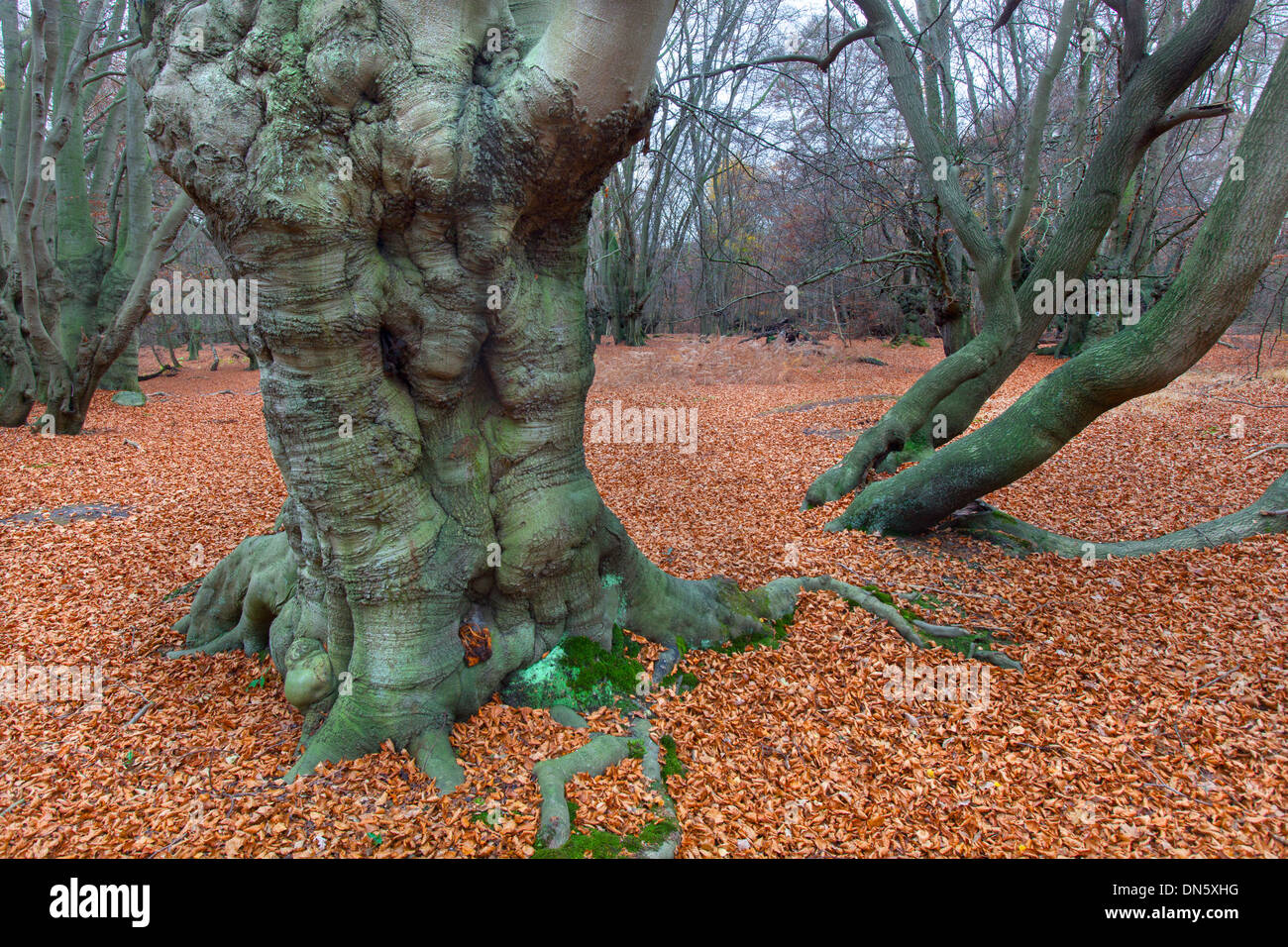 Pollarding historic tree hi-res stock photography and images - Alamy