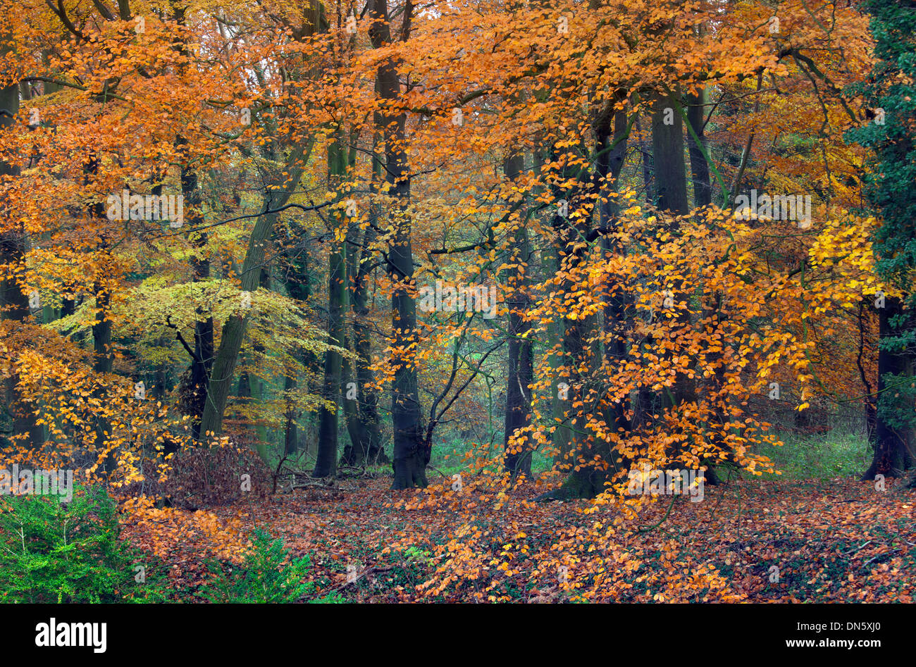 Fall Beech Change Changing Colour High Resolution Stock Photography and ...