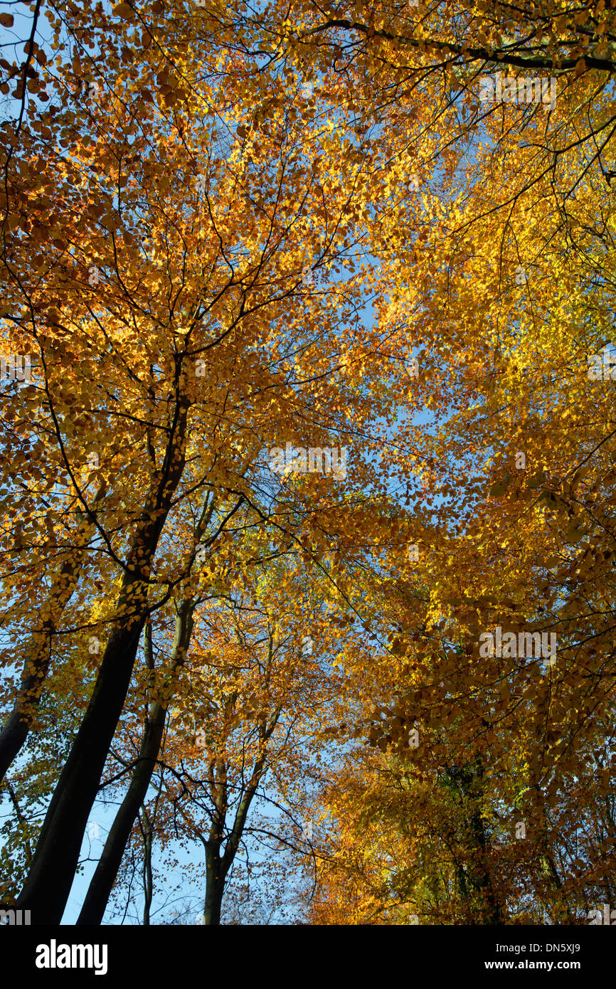 Fall Beech Change Changing Colour High Resolution Stock Photography and ...
