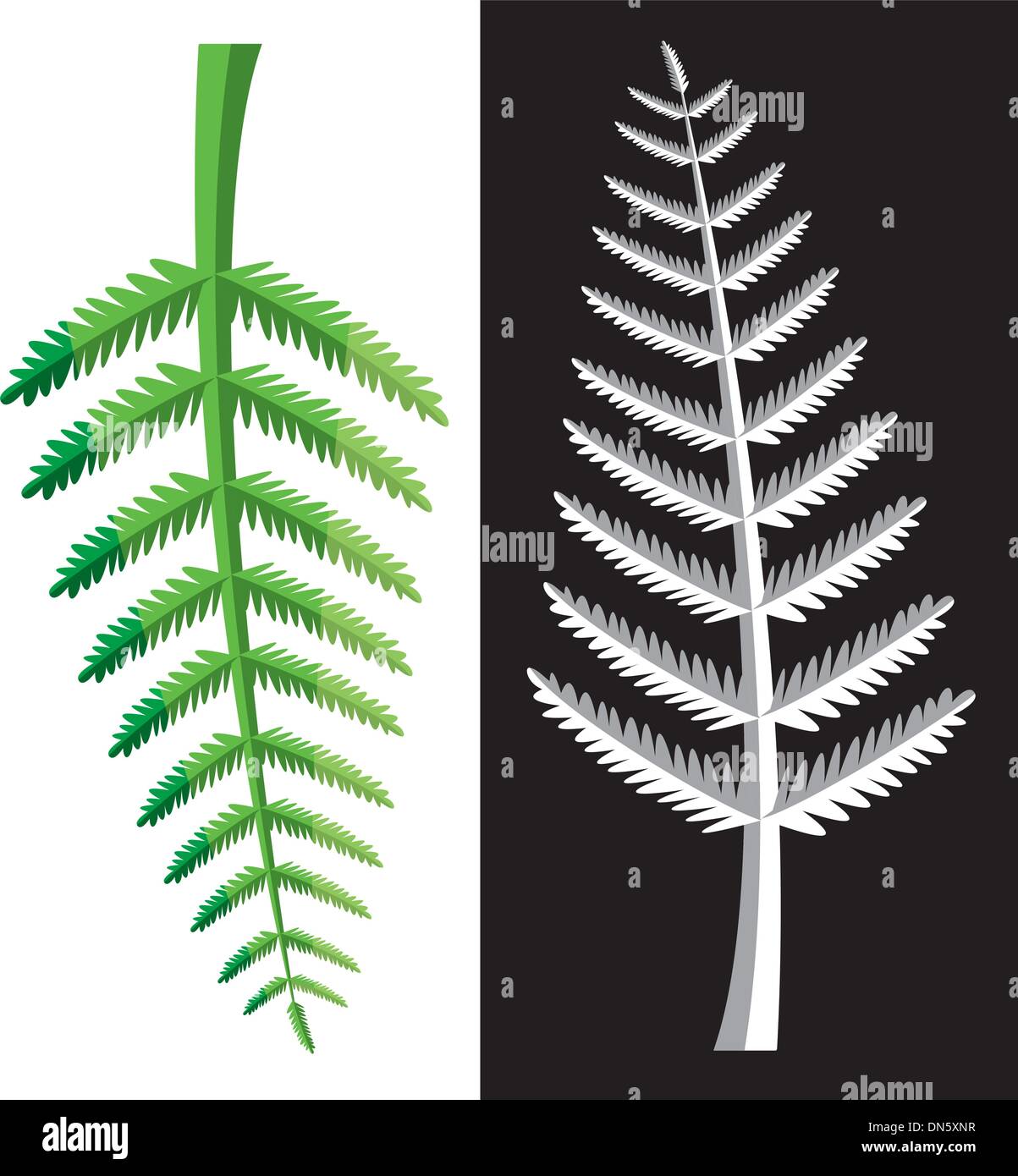 Black white fern leaves Stock Vector Images - Alamy