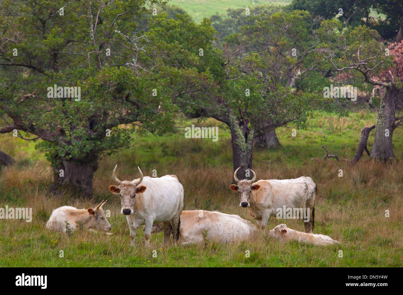 Chillingham Cattle Chillingham Castle Northumberland Stock Photo - Alamy