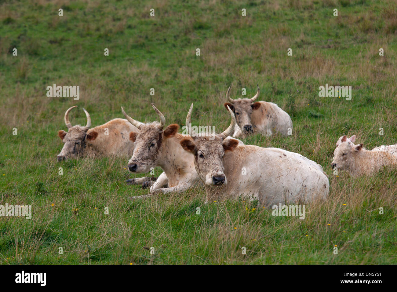Chillingham Cattle Chillingham Castle Northumberland Stock Photo - Alamy