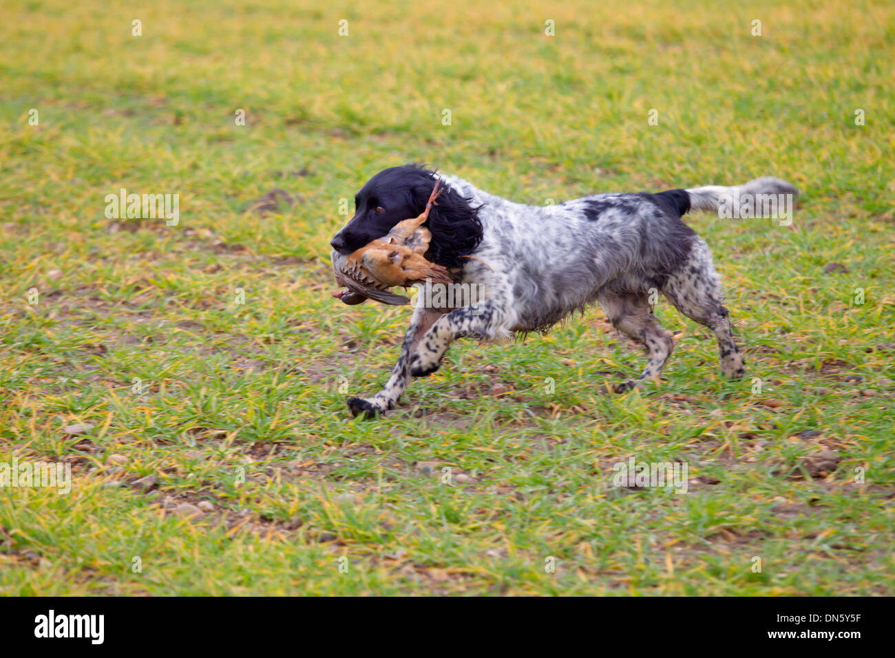 Cocker Spaniel carrying shot partridge Stock Photo - Alamy