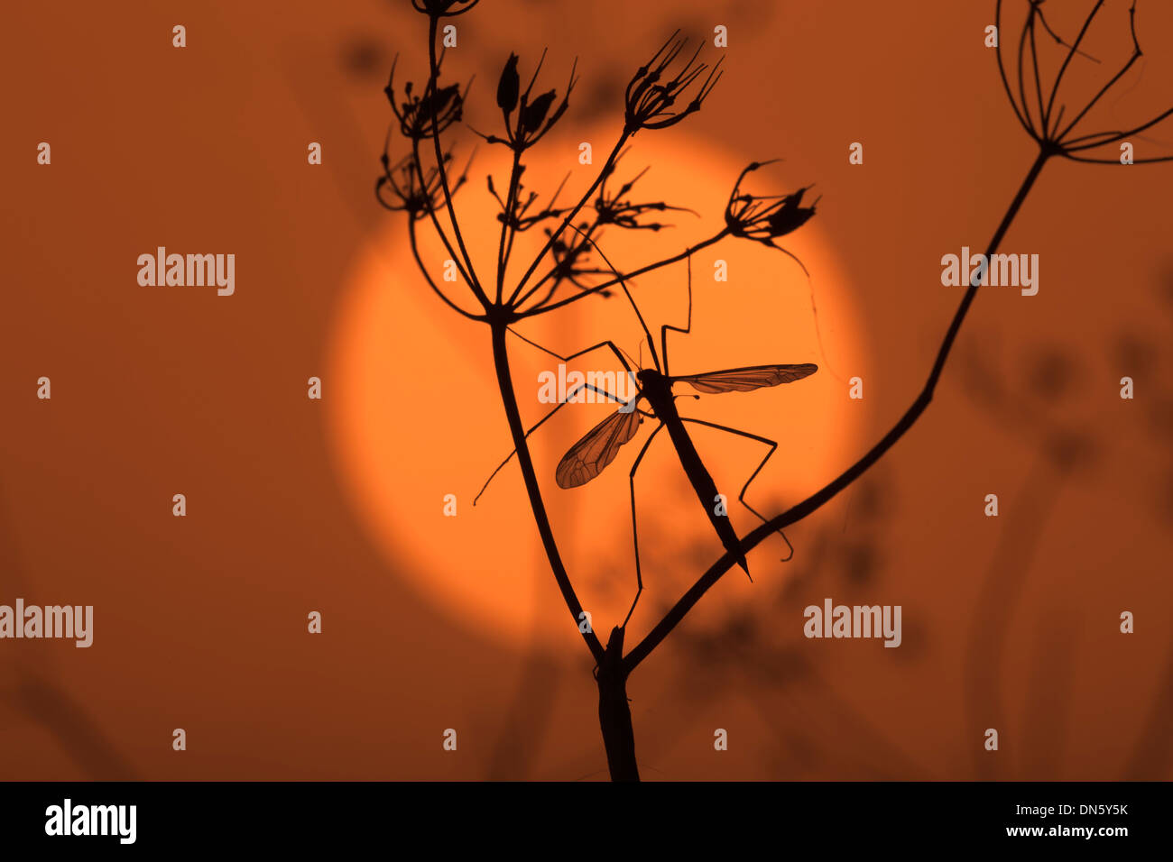 Cranefly Tipula paludosa Norfolk UK September Stock Photo - Alamy