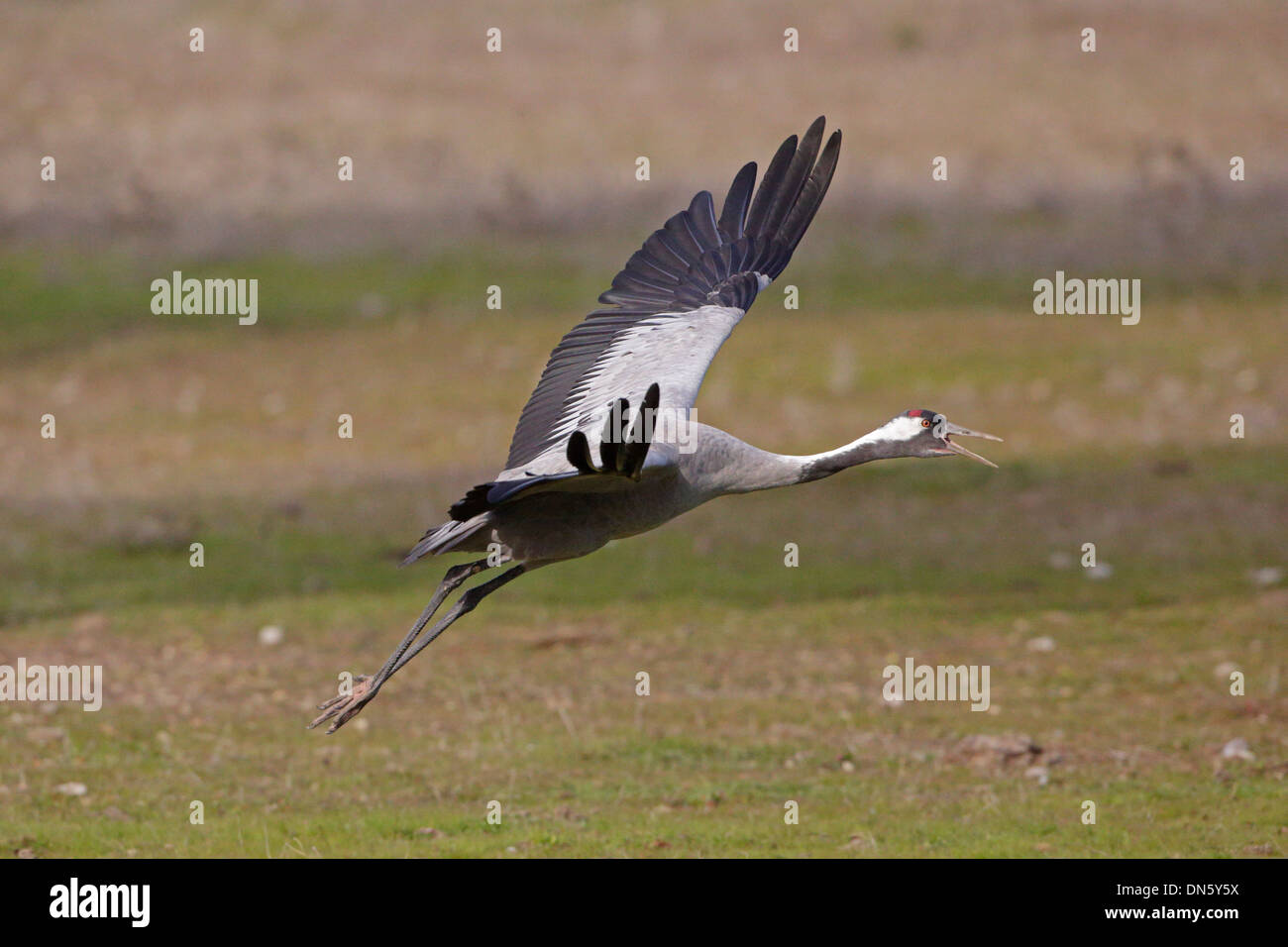 Adult common crane taking off and calling Stock Photo - Alamy