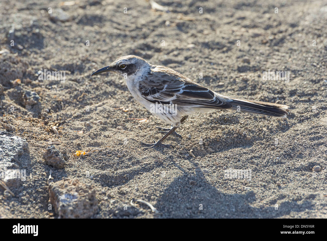 Galápagos Mockingbird (Mimus parvulus), Isla Genovesa, Galápagos ...
