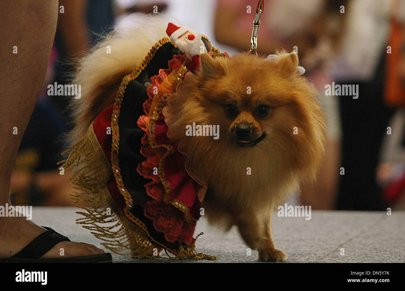 South Jakarta, Jakarta, Indonesia. 19th Dec, 2013. On Sunday, dog and ...