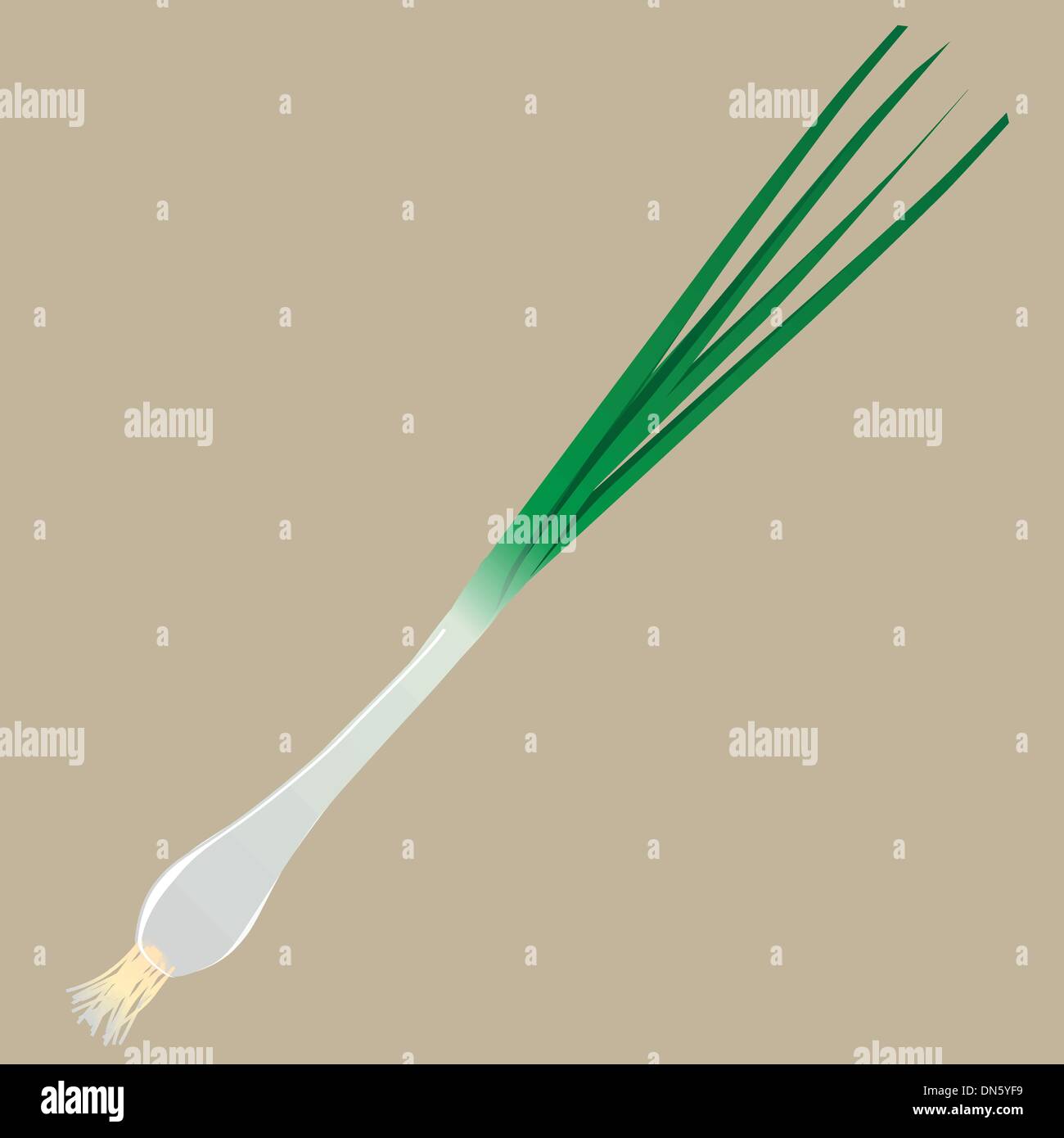 Spring onion onions Stock Vector Images - Alamy