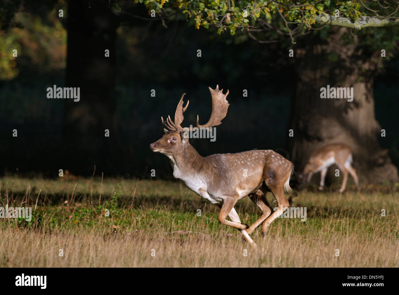 Breeding buck hi-res stock photography and images - Alamy