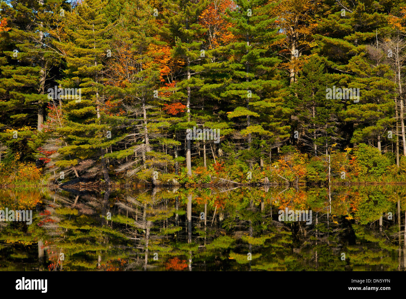 Reflecting In Forest Pool High Resolution Stock Photography and Images ...