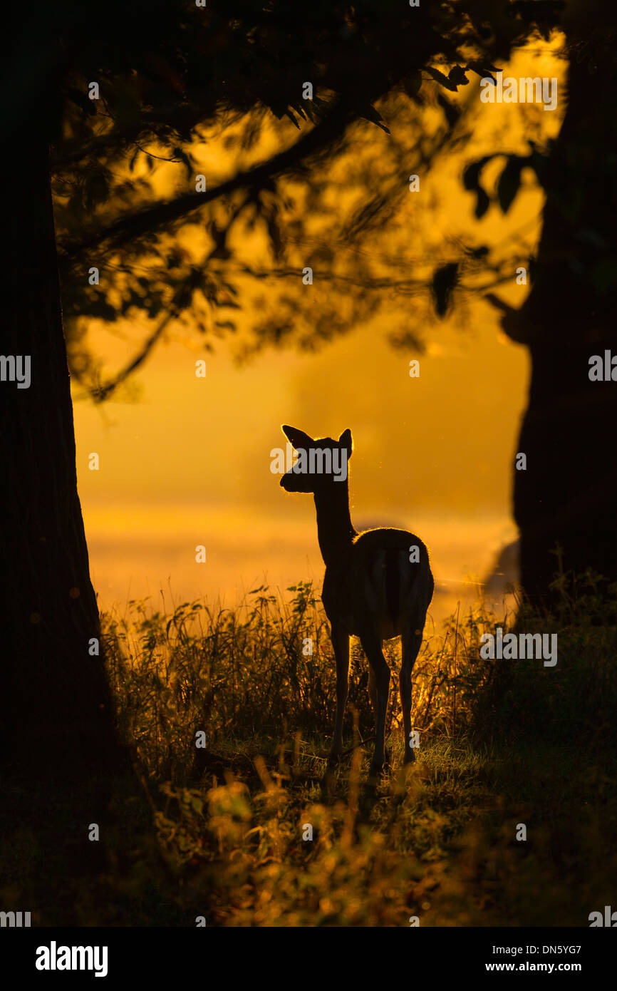 Spotted deer bucks hi-res stock photography and images - Alamy
