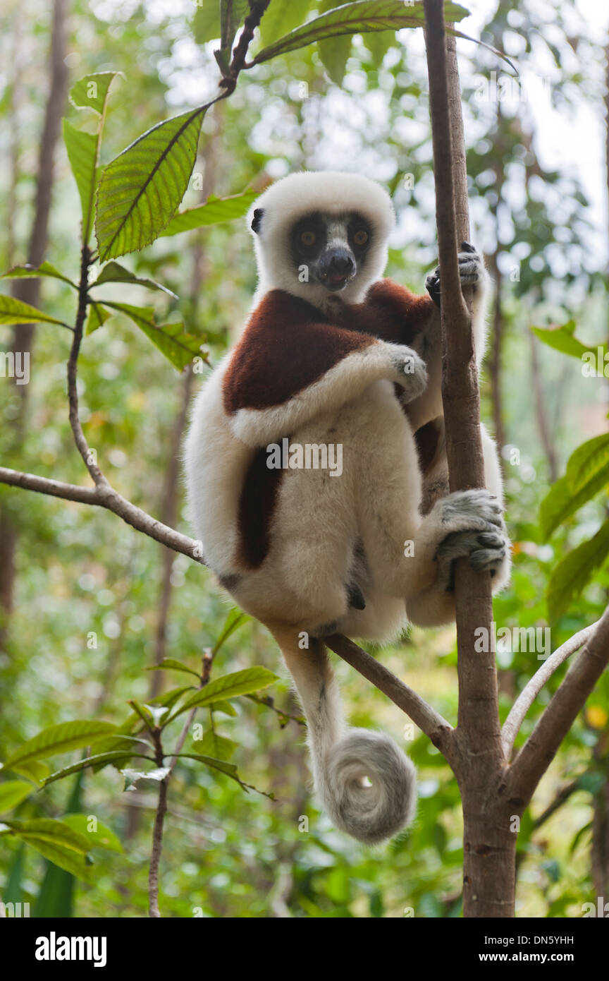 Coquerel’s sifakas hi-res stock photography and images - Alamy