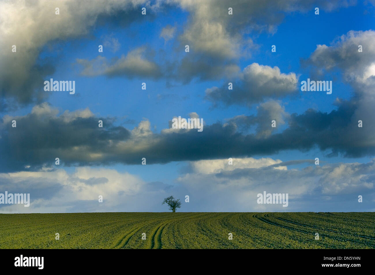 Arable land species hi-res stock photography and images - Alamy