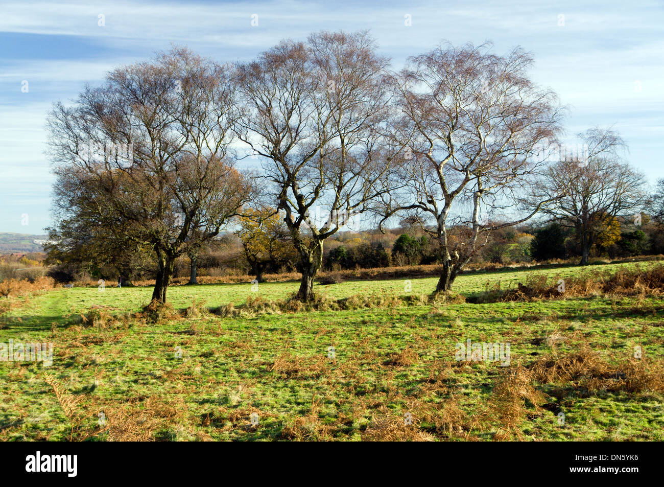 Silver birch trees autumn hi-res stock photography and images - Alamy