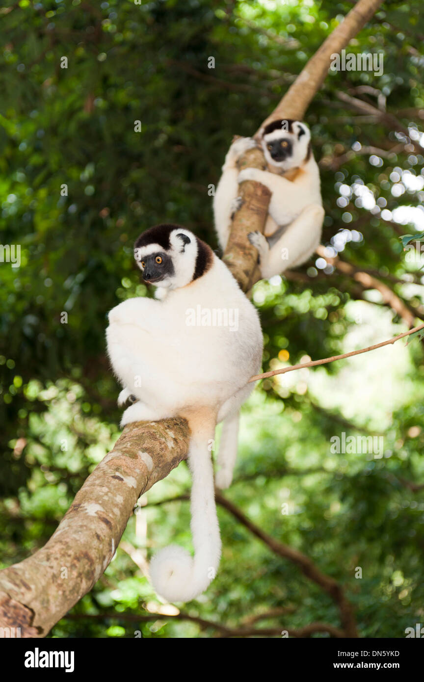 Verreauxs sifakas hi-res stock photography and images - Alamy