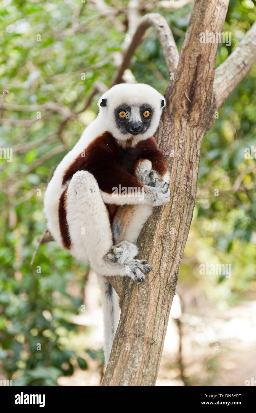 Coquerel's Sifaka or Crowned Sifaka (Propithecus coquereli), male ...