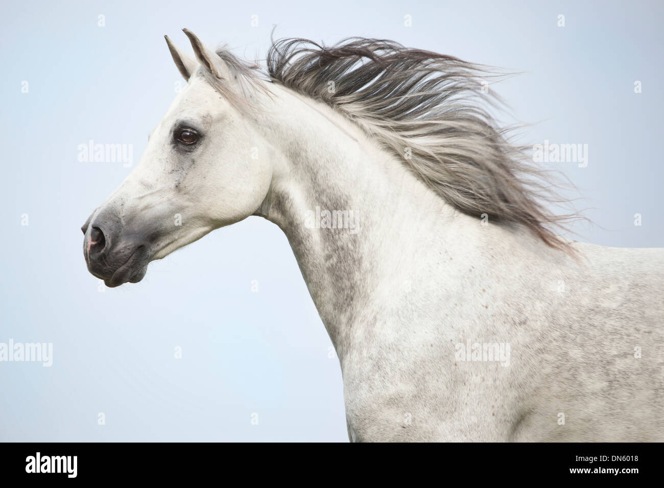 Thoroughbred Arab gelding, dapple-grey, portrait Stock Photo - Alamy