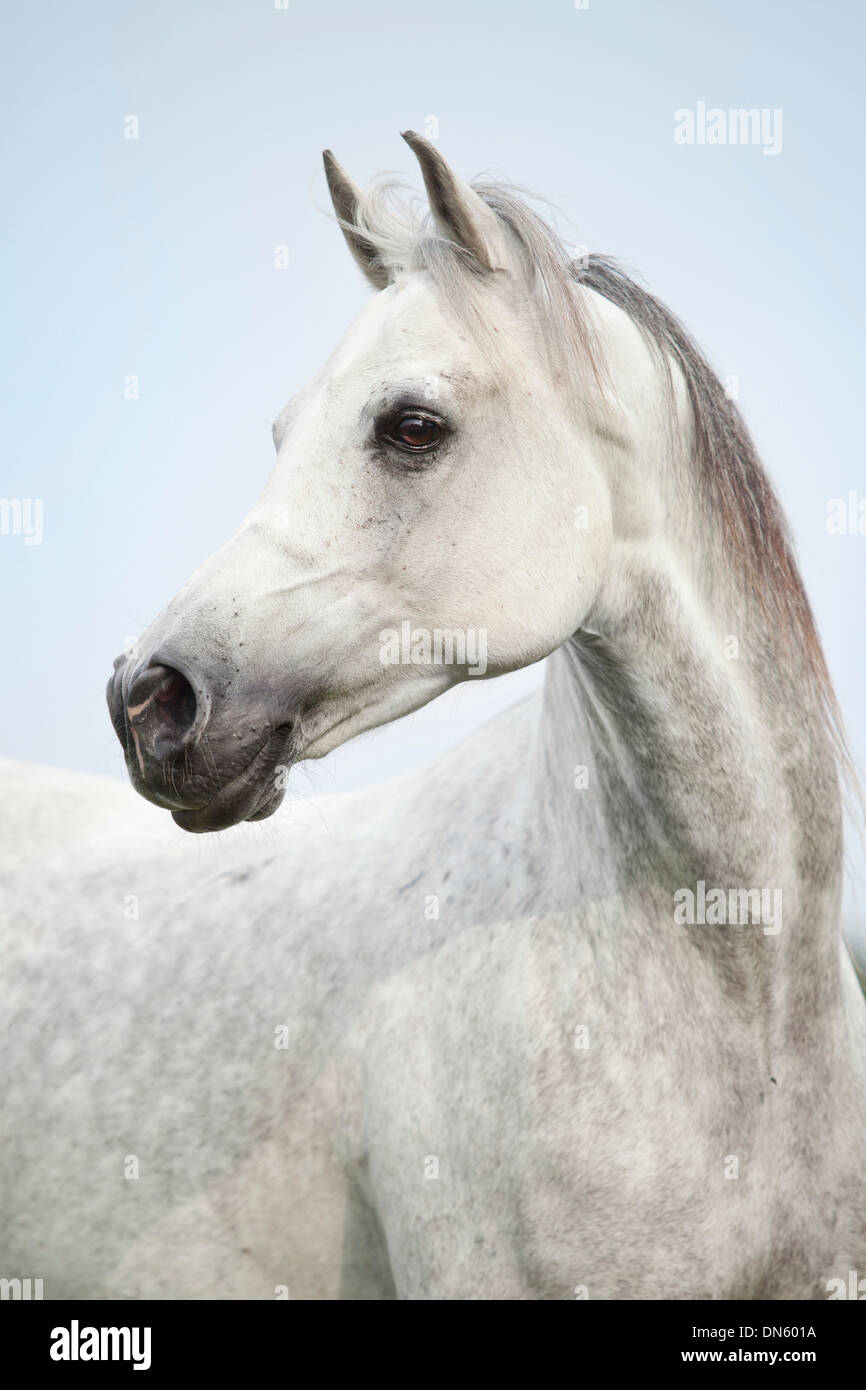 Dapple grey horse hi-res stock photography and images - Alamy