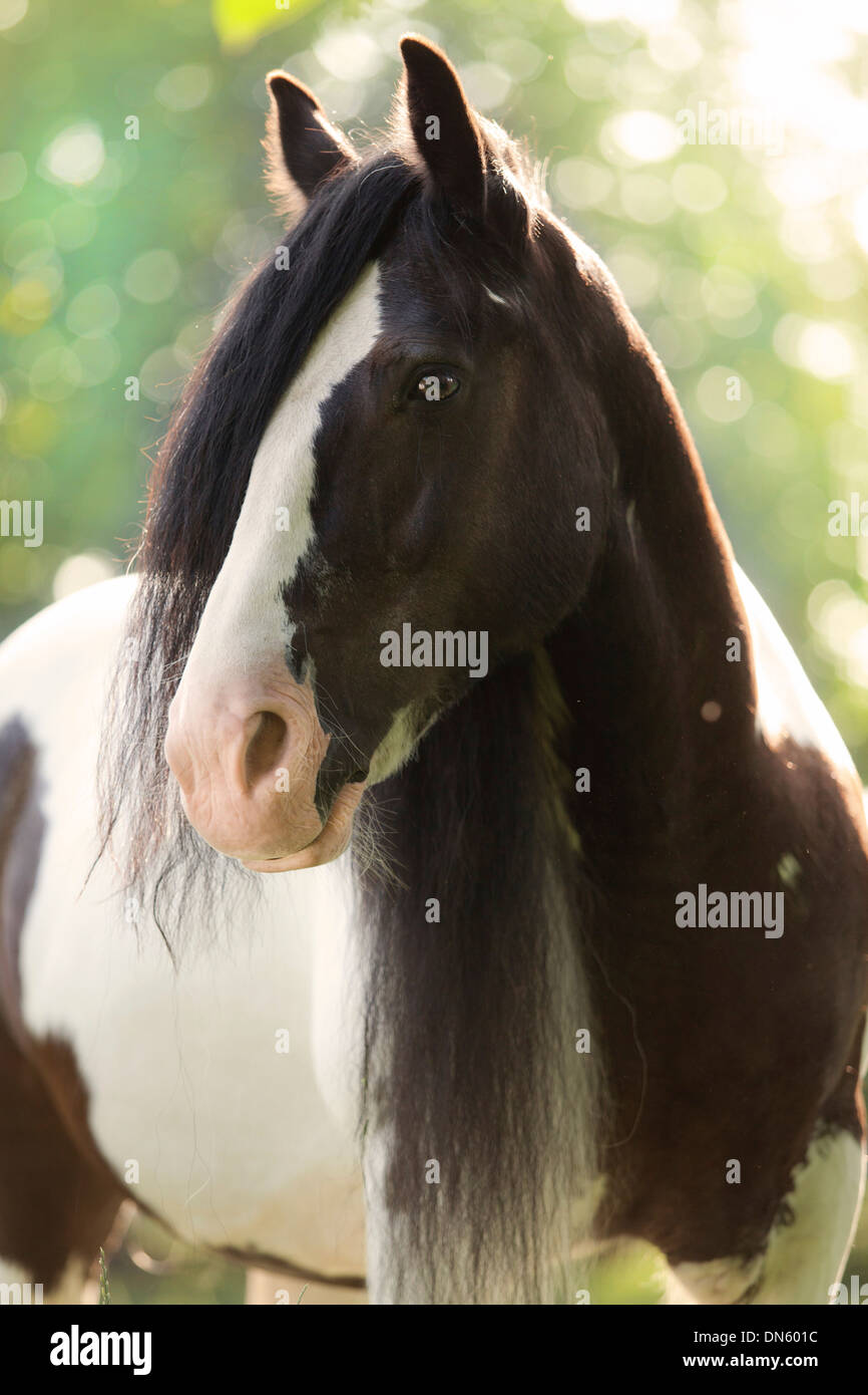 Dark brown hi-res stock photography and images - Alamy