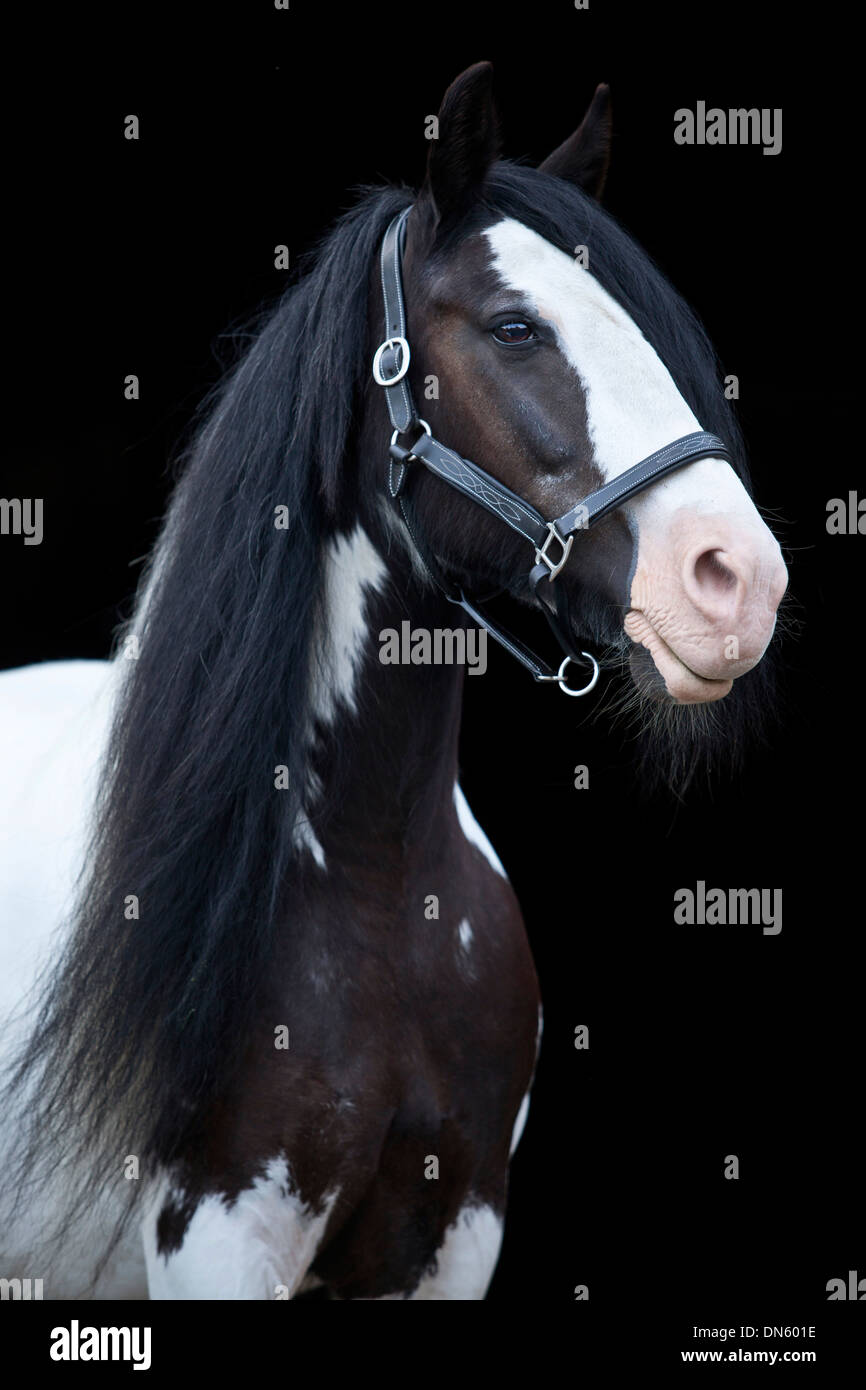 Tinker mare, chequered dark brown and white, portrait Stock Photo - Alamy