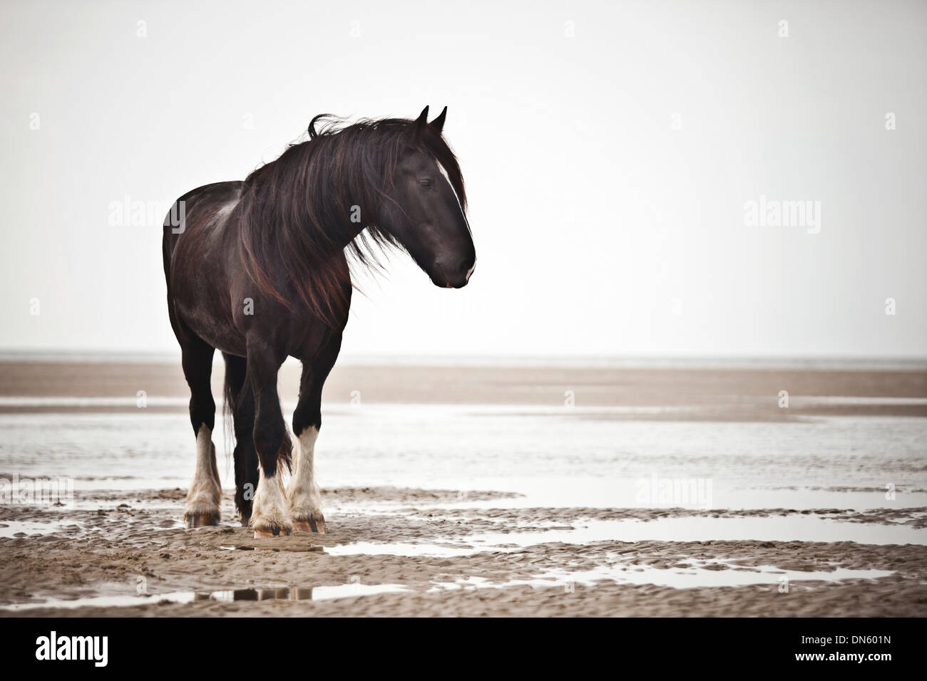 Shire horse breed draught horse hi-res stock photography and images - Alamy