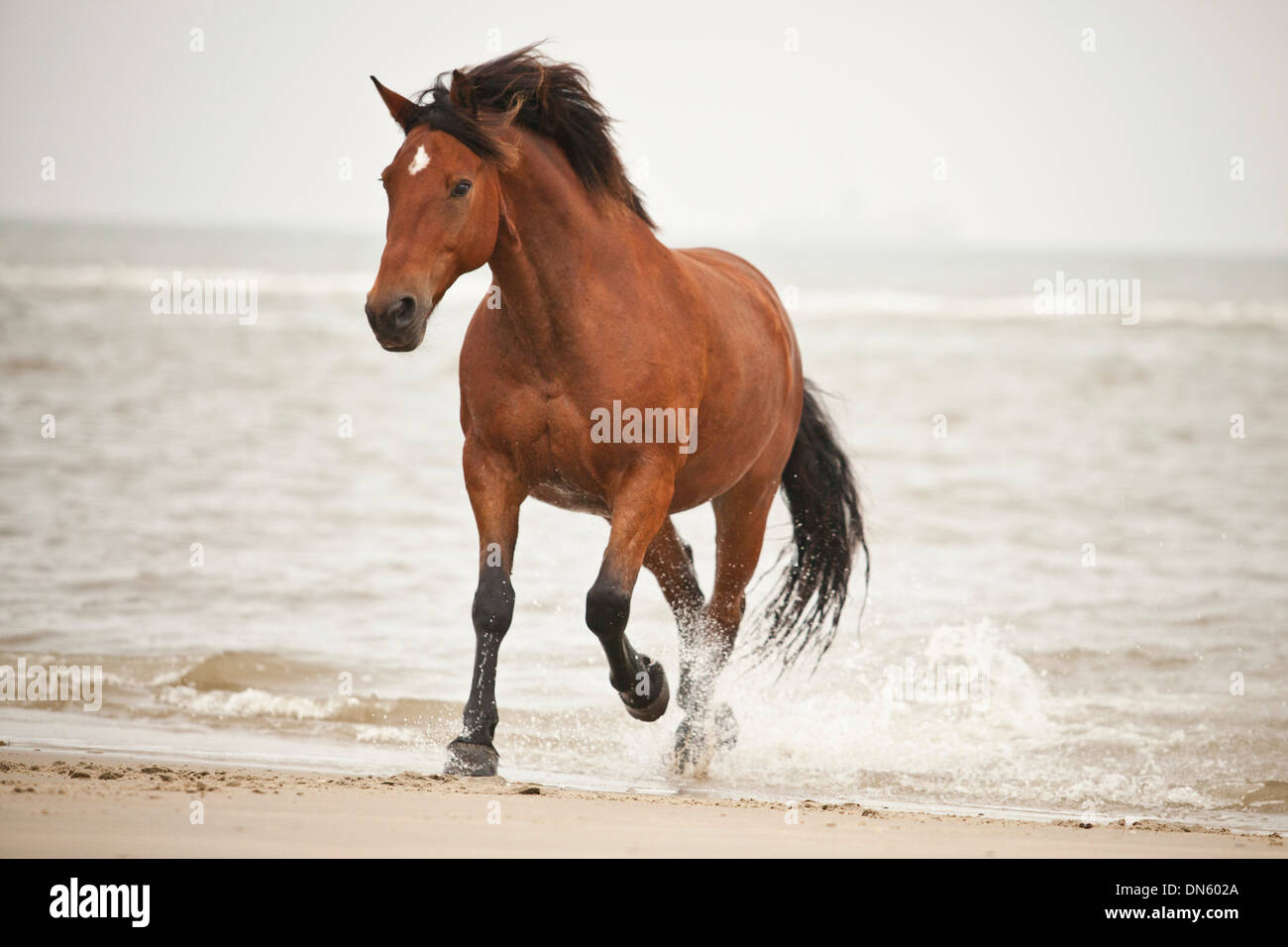 Andalusian half-breed gelding, brown with a facial marking, running at ...
