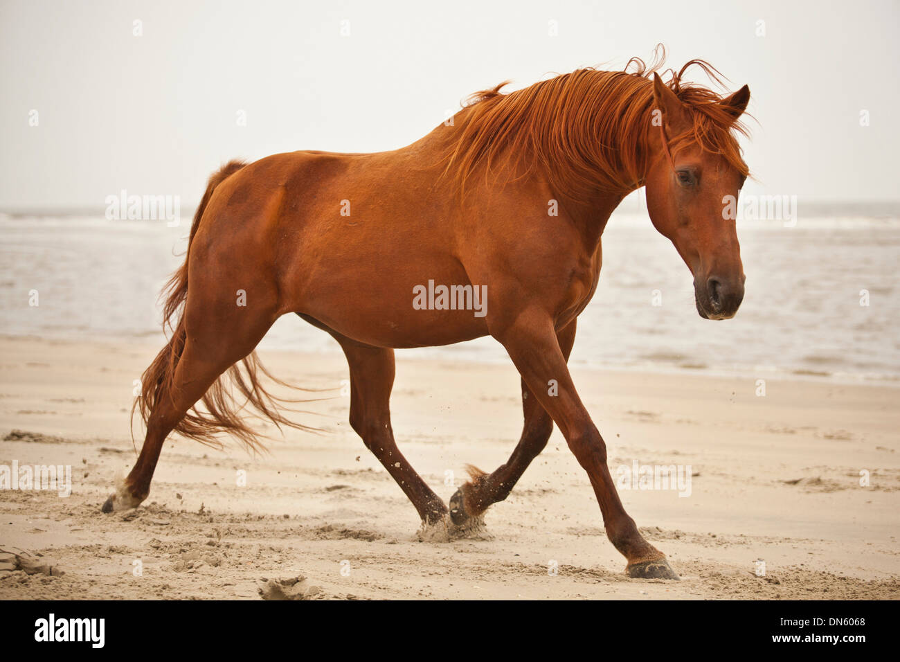 Free roaming farm animals hi-res stock photography and images - Alamy