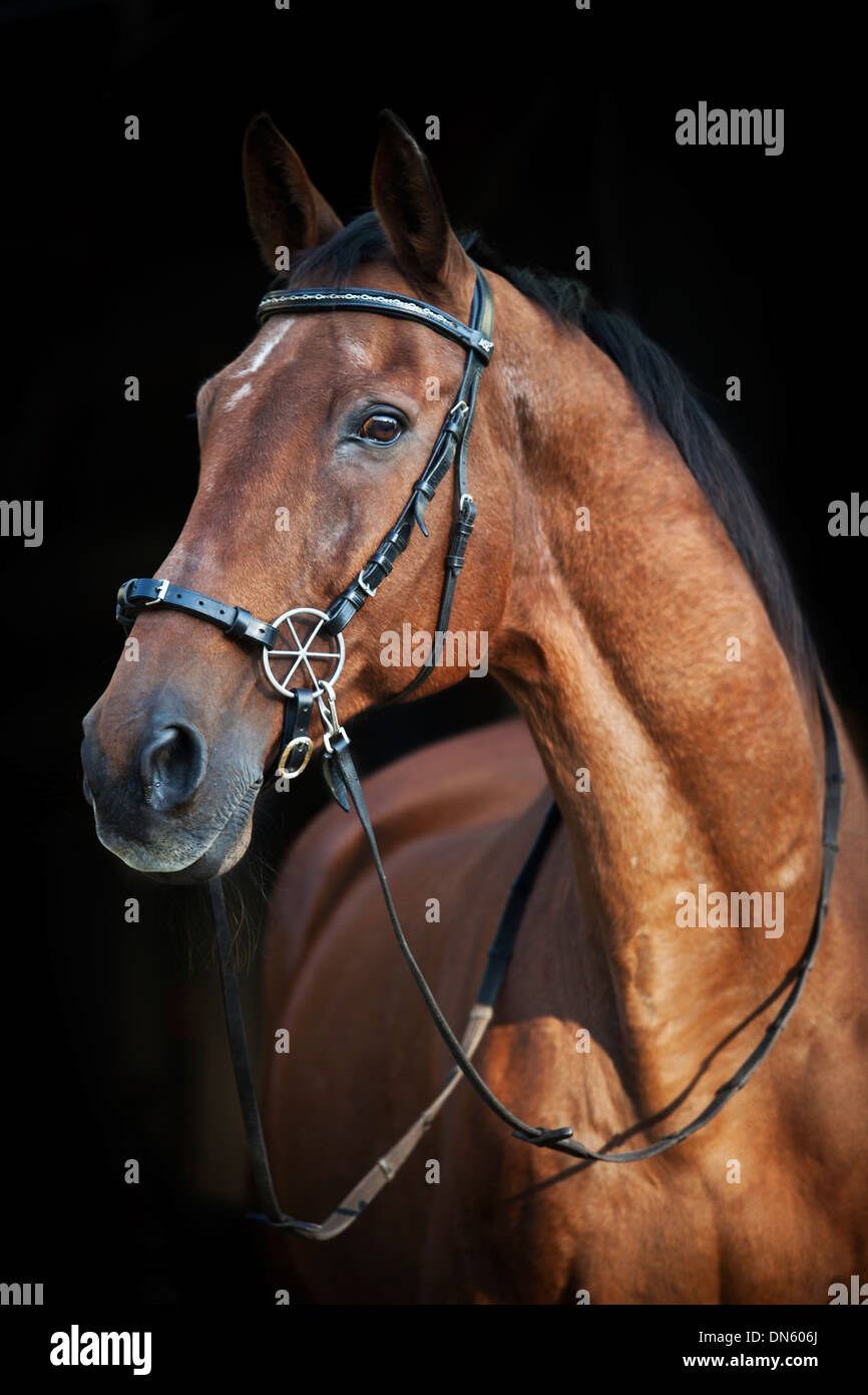 Oldenburg gelding, brown, old, portrait wearing a bitless bridle Stock ...