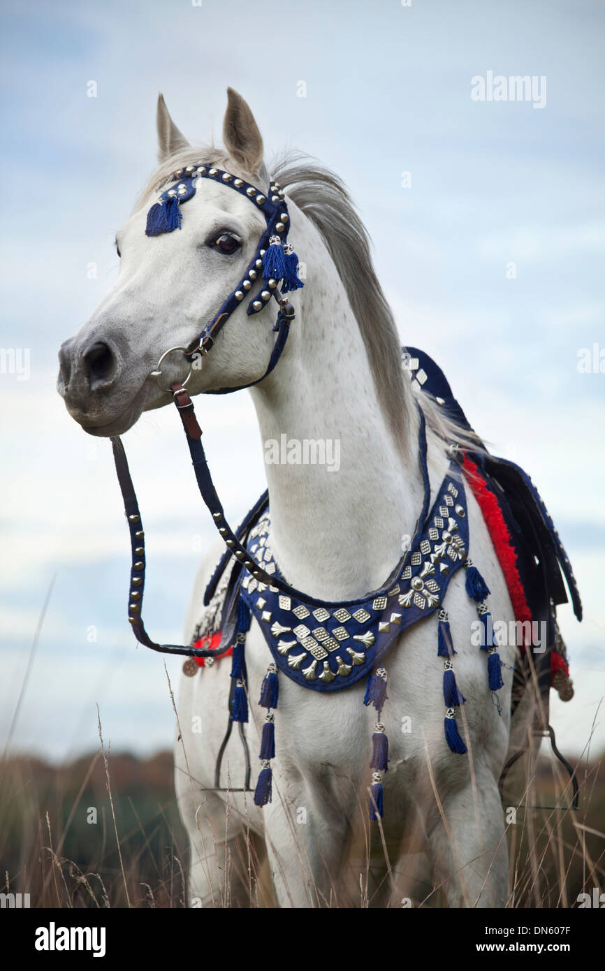 Thoroughbred Arab gelding, grey, wearing a traditional Egyptian bridle ...