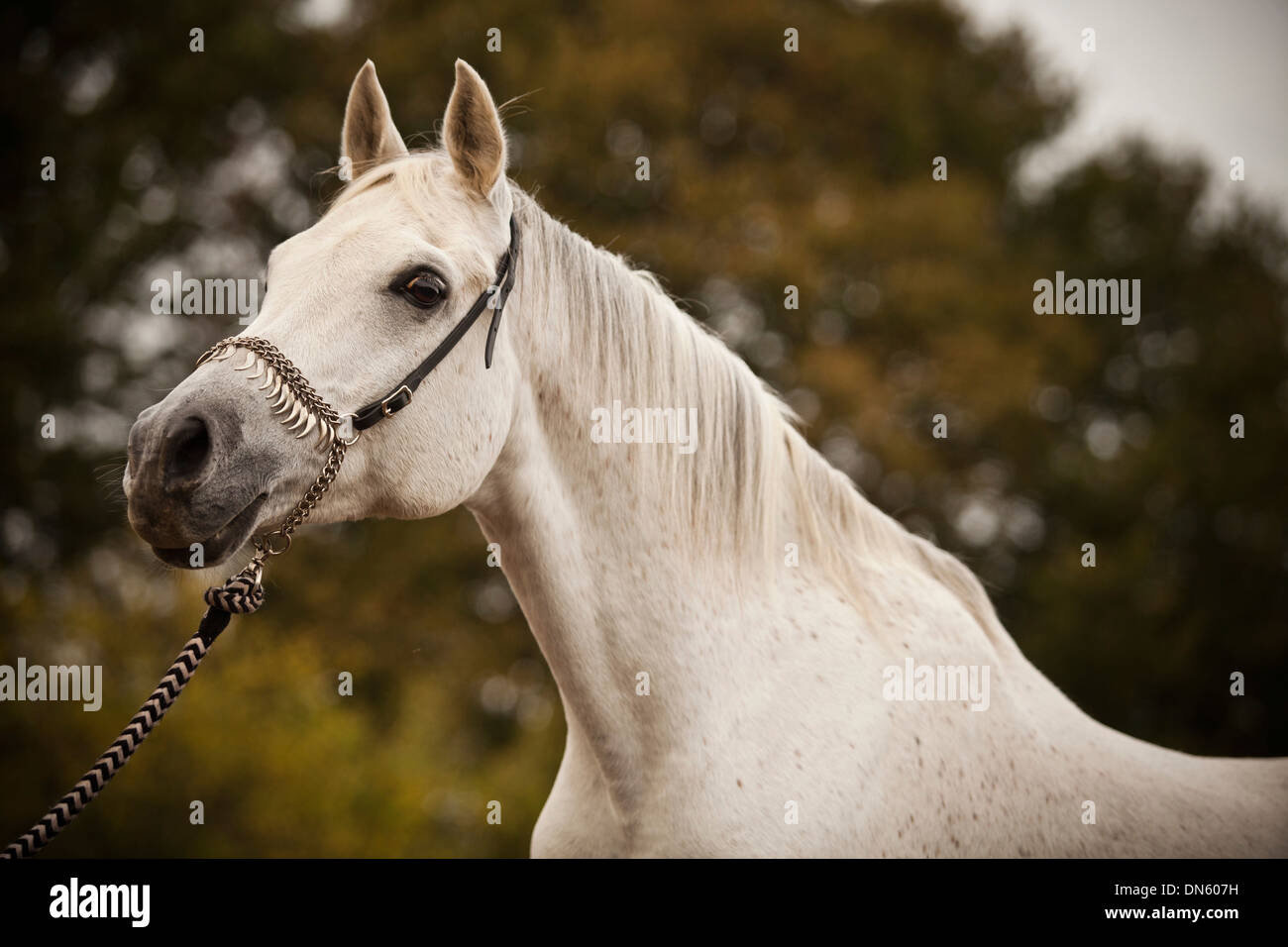 Grey arab horse hi-res stock photography and images - Alamy