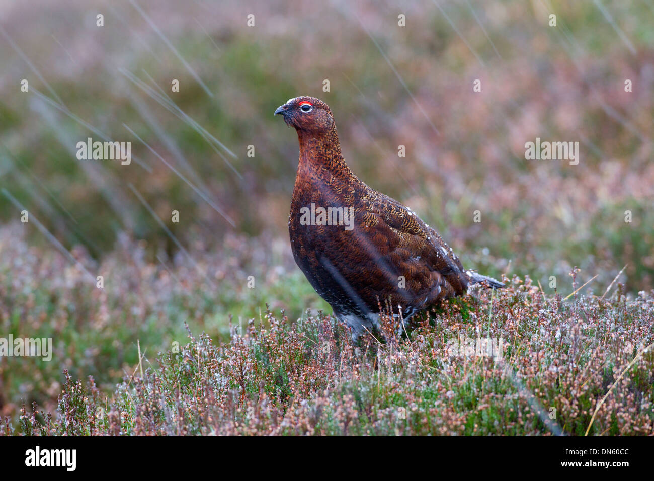 Moorland birds hi-res stock photography and images - Alamy