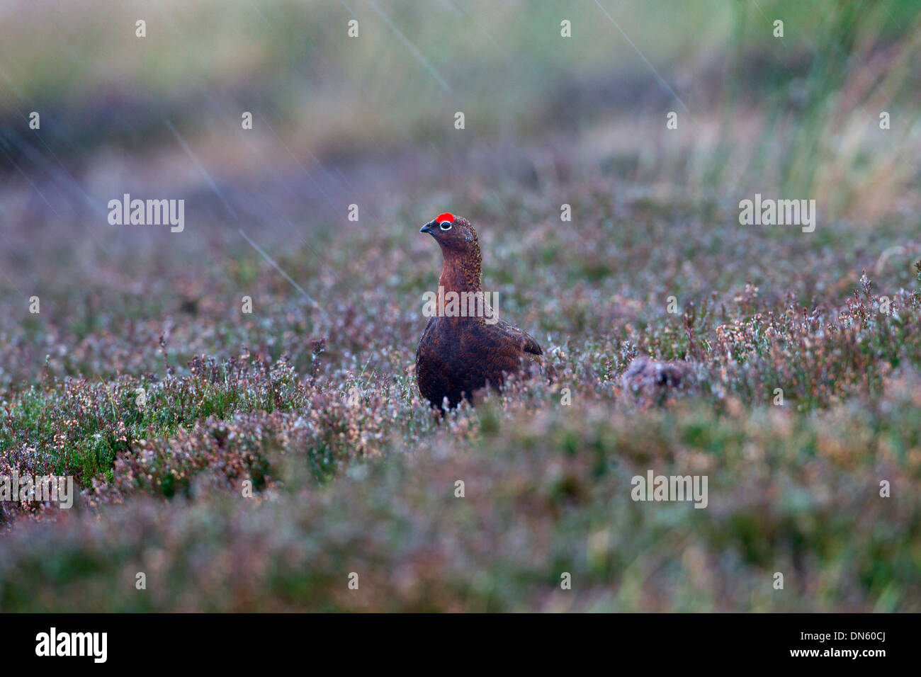 Moorland birds hi-res stock photography and images - Alamy