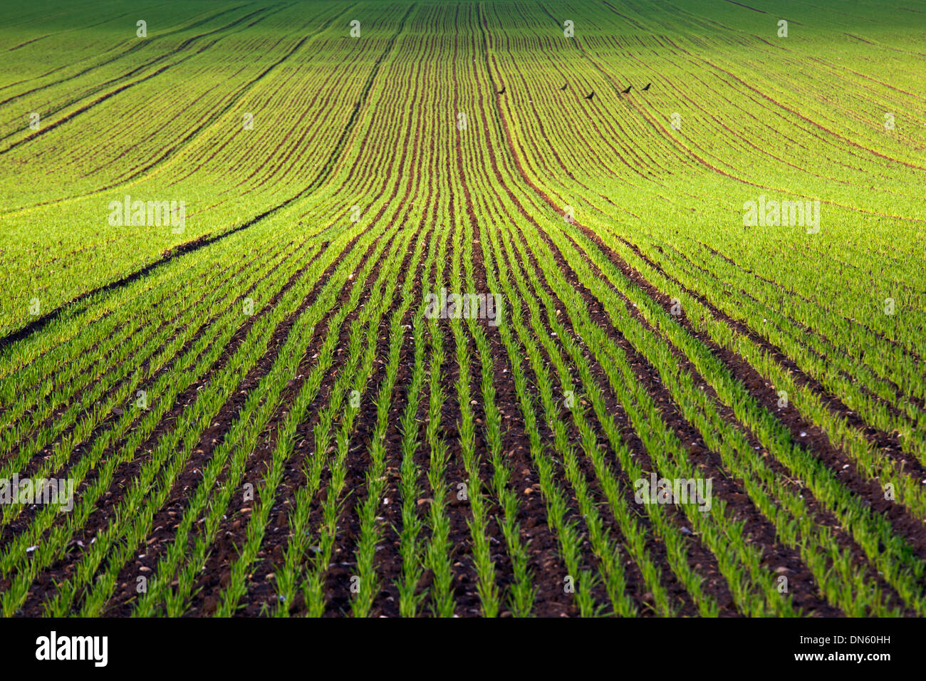 Barley bird hi-res stock photography and images - Alamy