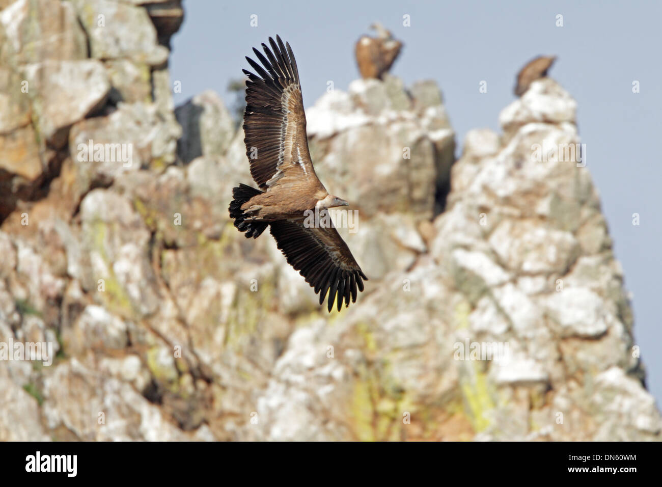 Eurasian griffon vulture flying hi-res stock photography and images - Alamy